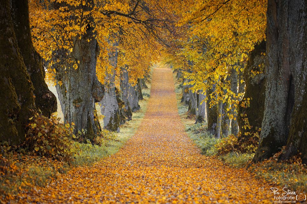 Herbst-Allee Foto & Bild | bäume, natur, herbst Bilder auf fotocommunity