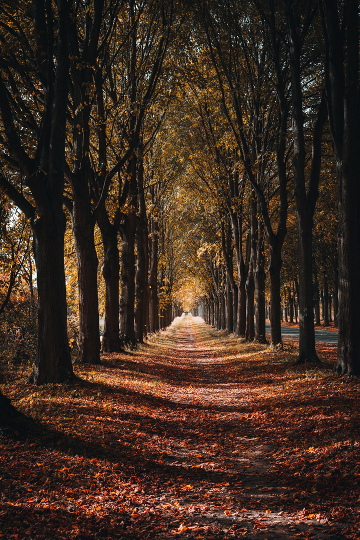 Herbst Allee Foto & Bild | jahreszeiten, herbst, fotos Bilder auf ...