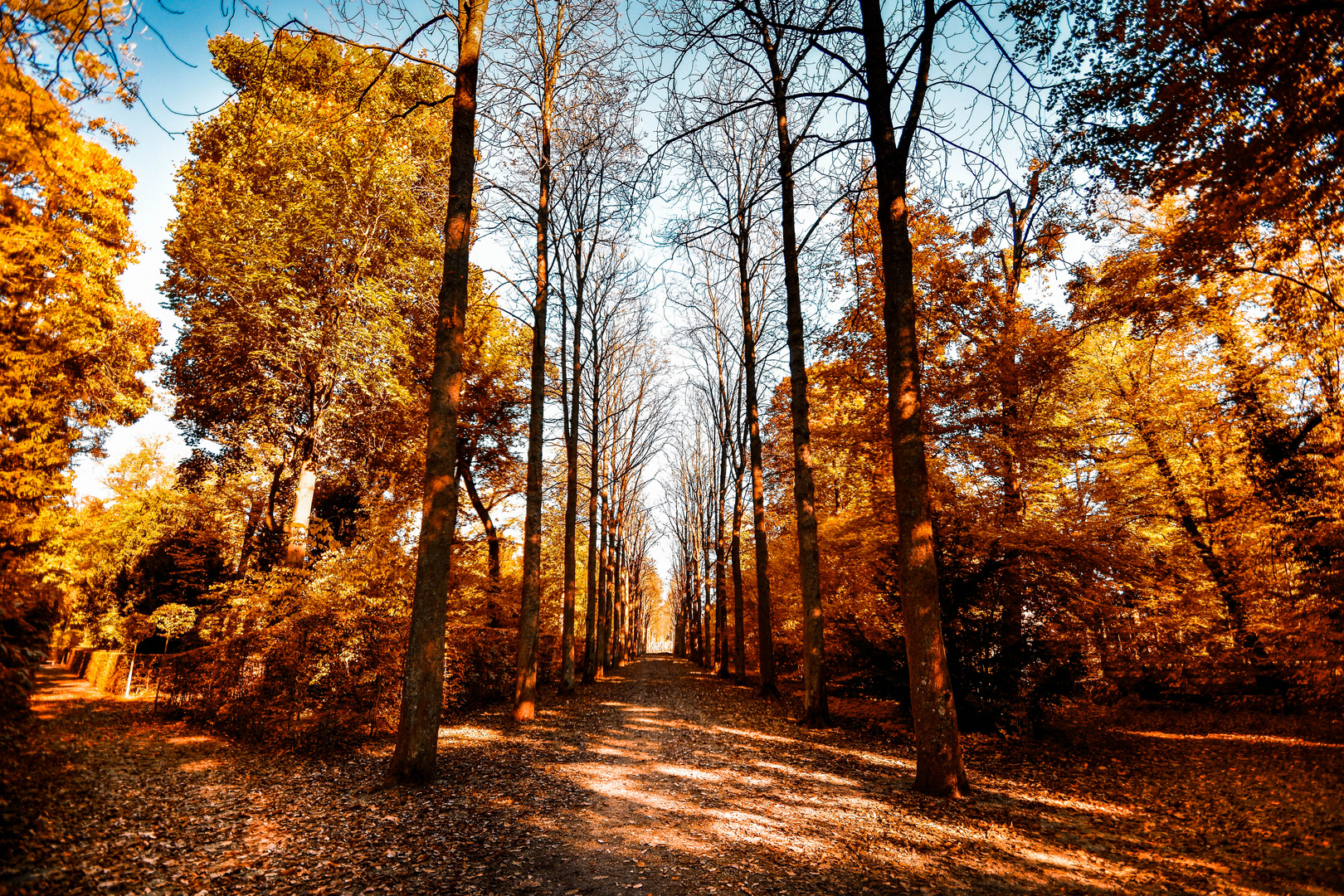 Herbst Allee Foto & Bild | bäume, baum, natur Bilder auf fotocommunity