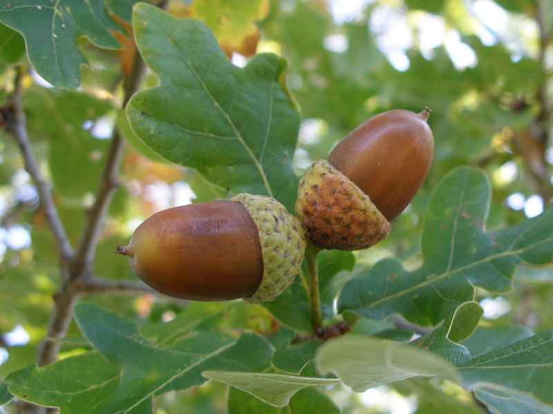 " Herbst am Eichenbaum " * 11 * Foto & Bild | pflanzen, pilze ...