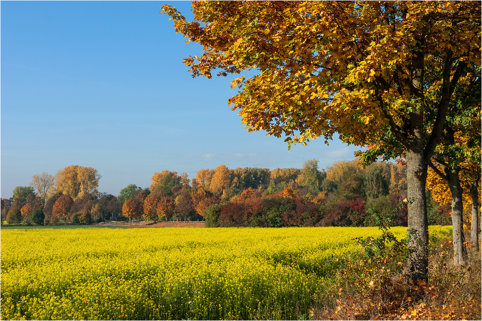 Herbst am Niederrhein Foto & Bild | bäume, natur, herbst Bilder auf ...