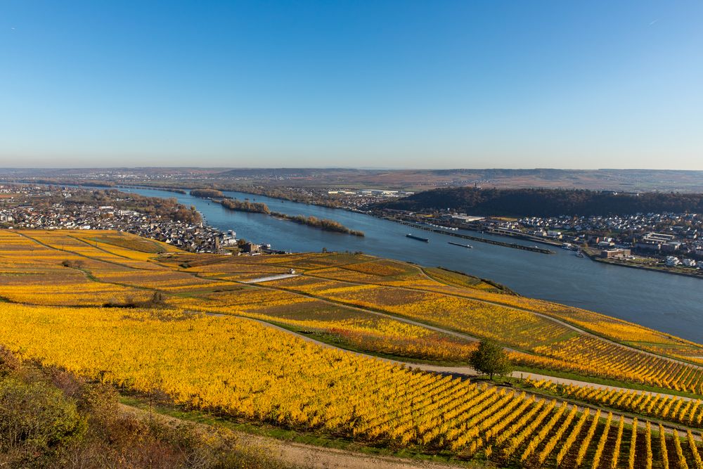 Herbst am Rhein Foto & Bild | deutschland, europe, hessen Bilder auf ...