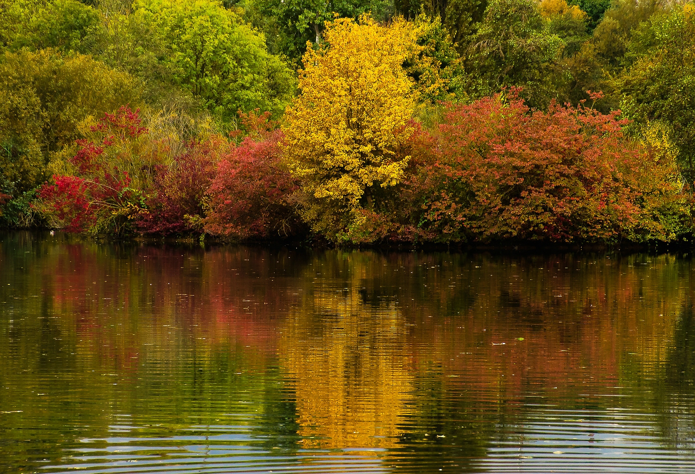 Herbst am See Foto & Bild | talaue waiblingen, natur, herbst Bilder auf ...