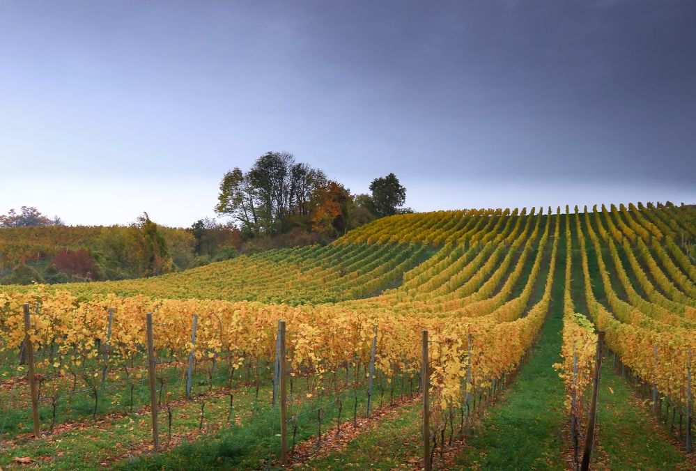 Herbst am Weinberg Foto & Bild | jahreszeiten, herbst, landschaft Bilder auf fotocommunity
