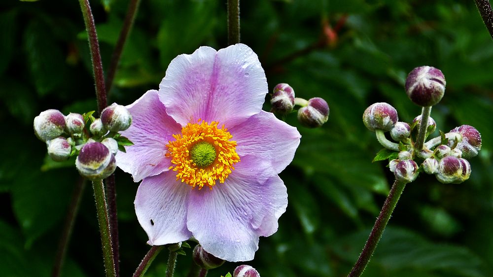 Herbst-Anemonen Foto & Bild | pflanzen, pilze & flechten, blüten- & kleinpflanzen ...