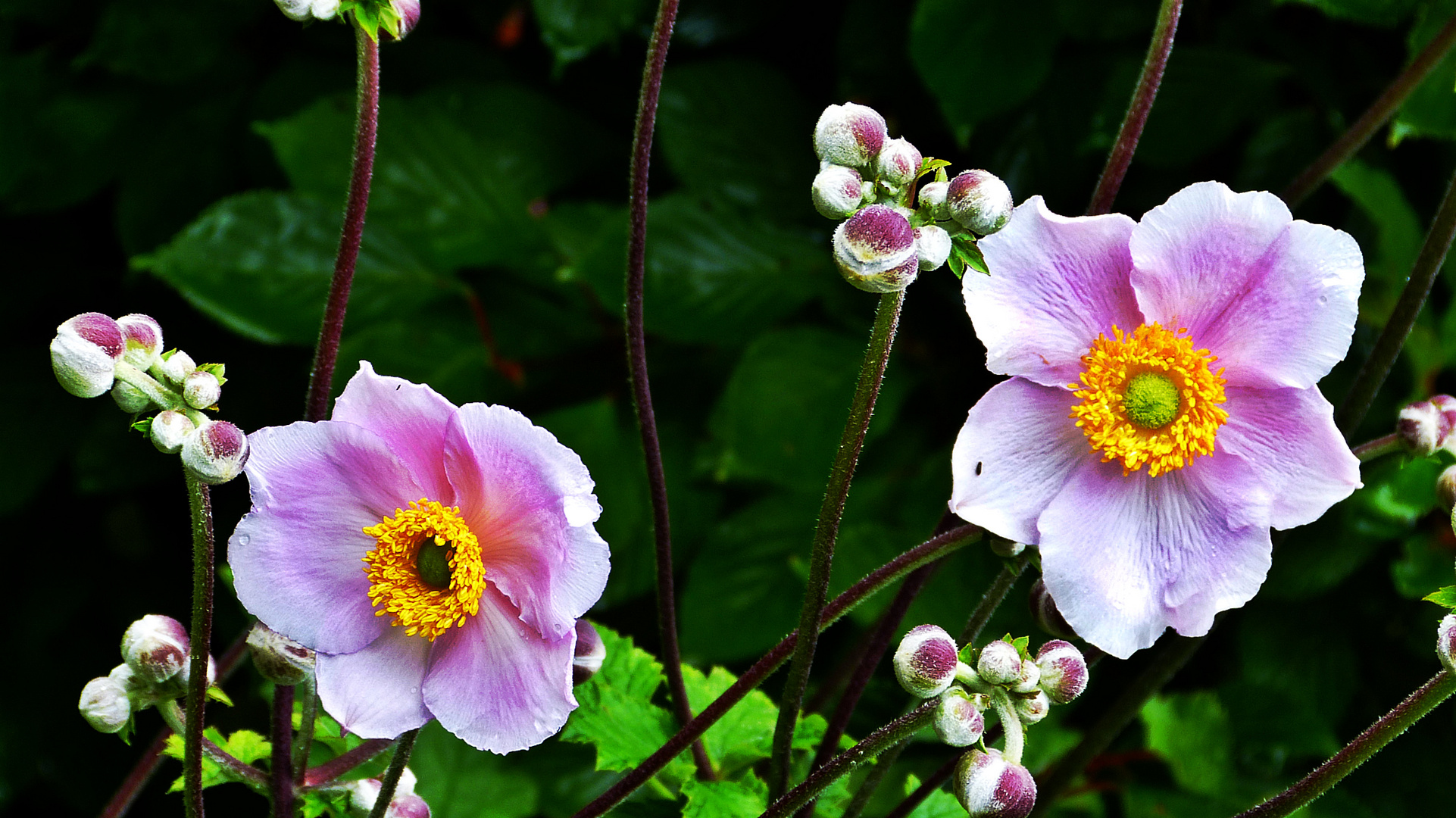 Herbst-Anemonen Foto & Bild | pflanzen, pilze & flechten, blüten- & kleinpflanzen ...