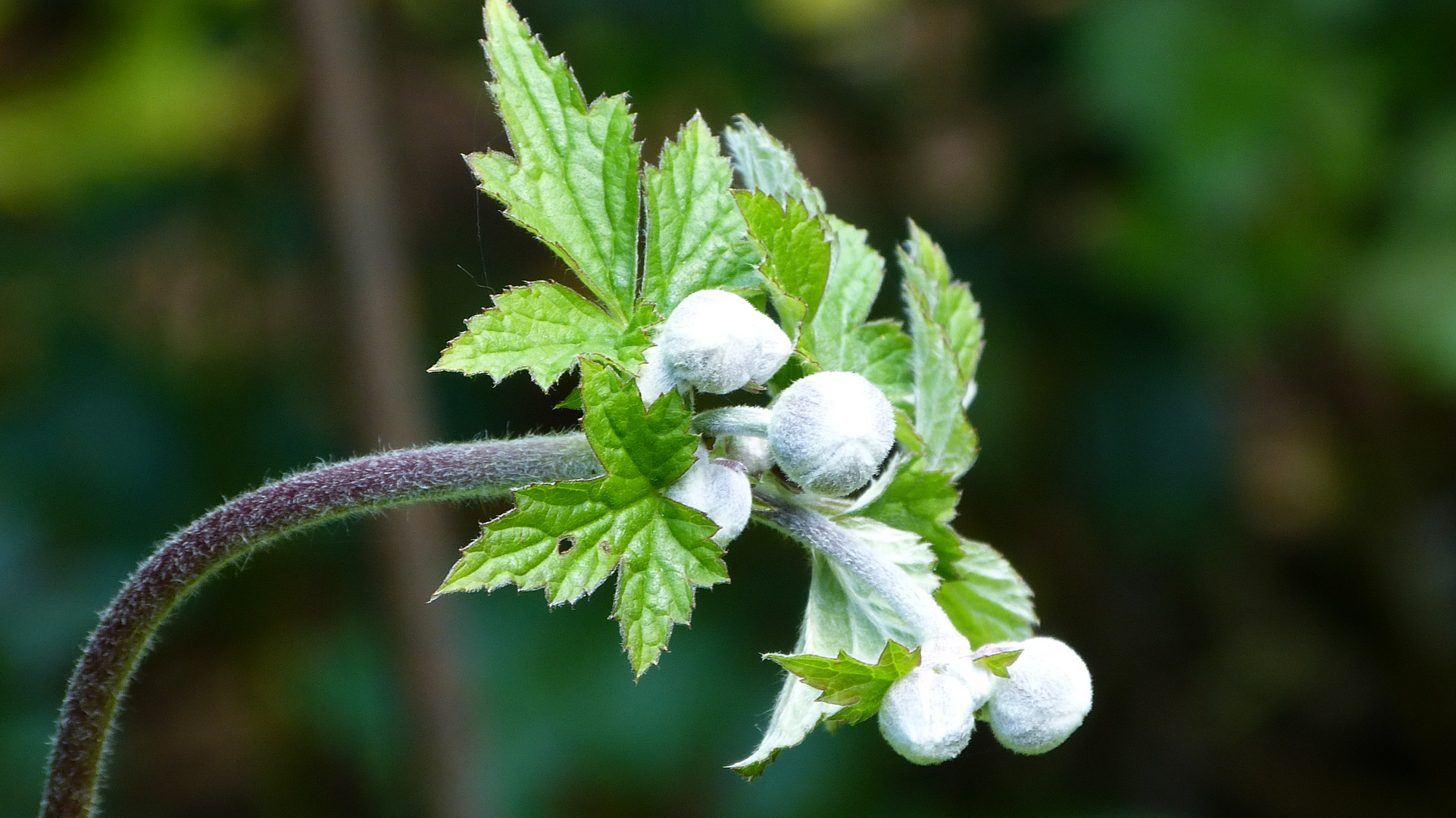 Herbst-Anemonen Foto & Bild | pflanzen, pilze & flechten, blüten- & kleinpflanzen ...