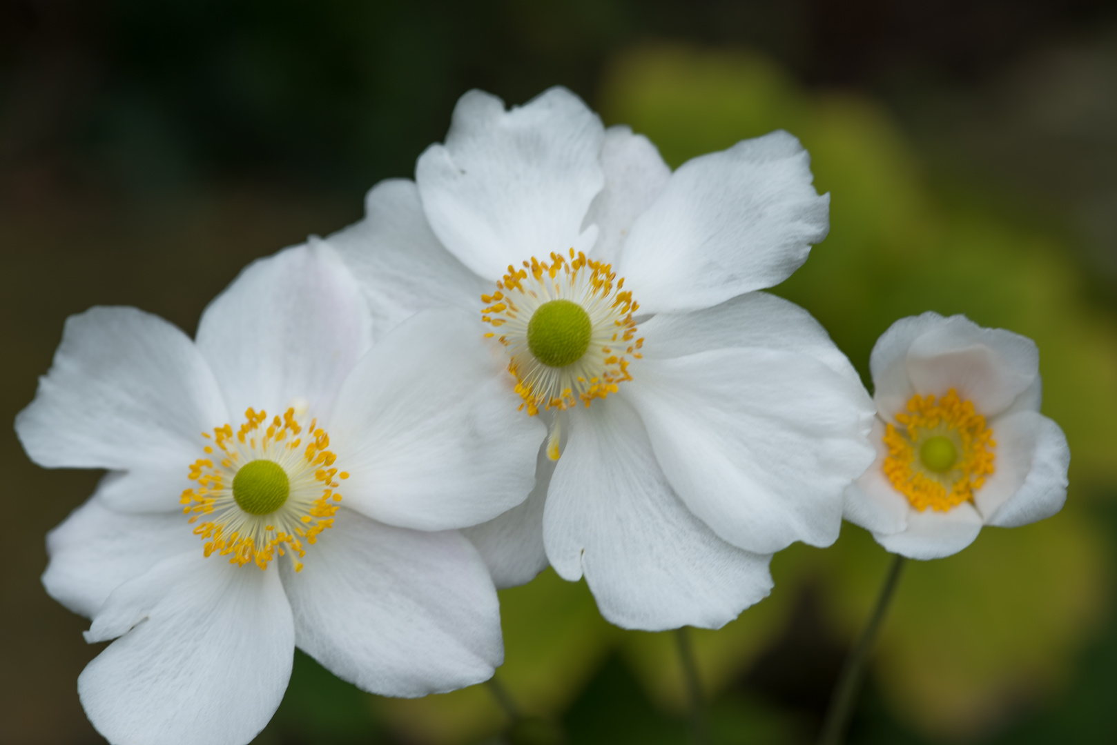 Herbst-Annemone Foto & Bild | pflanzen, pilze & flechten, blüten ...