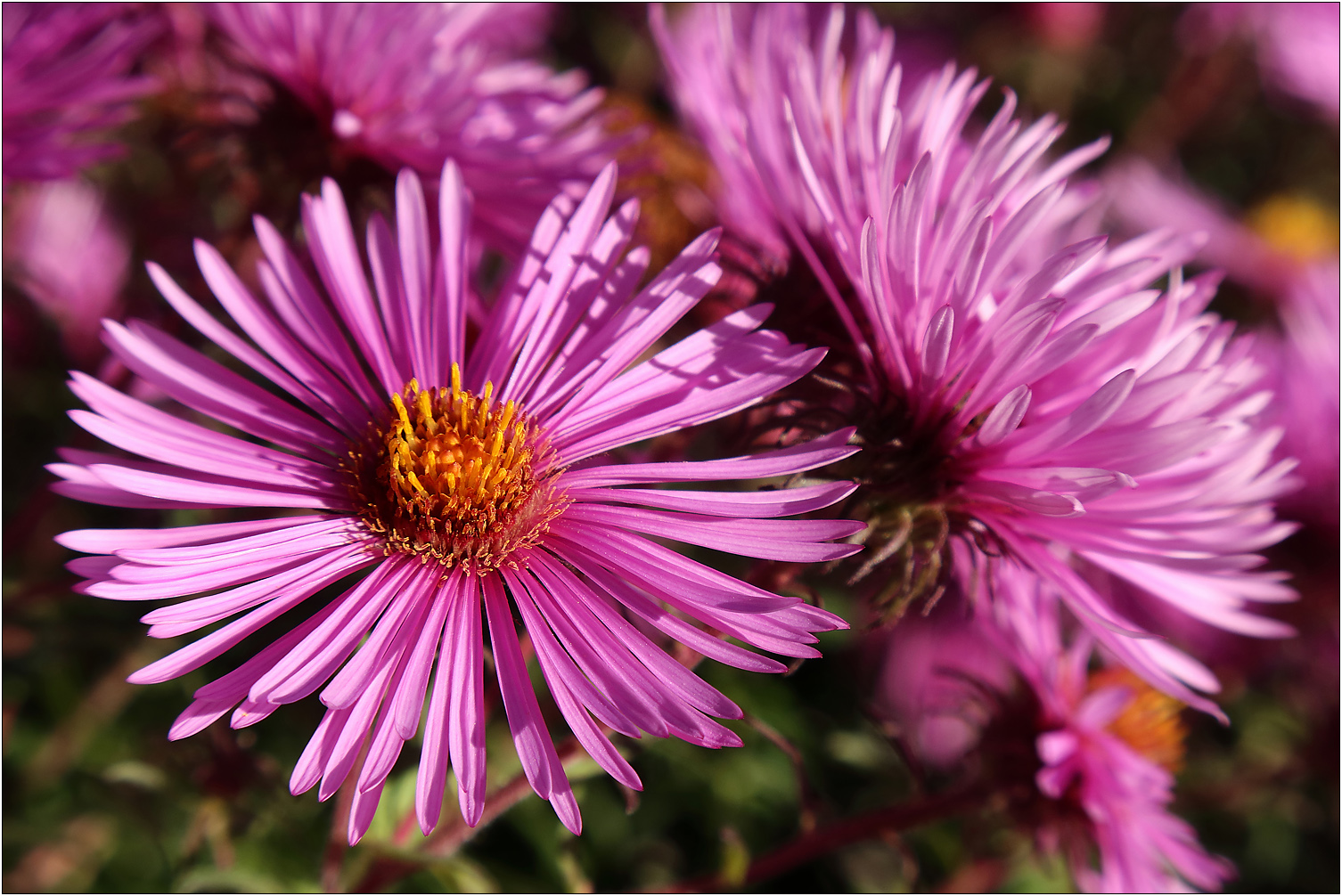 Herbst-Astern... Foto & Bild | spezial, outdoor, makro Bilder auf ...