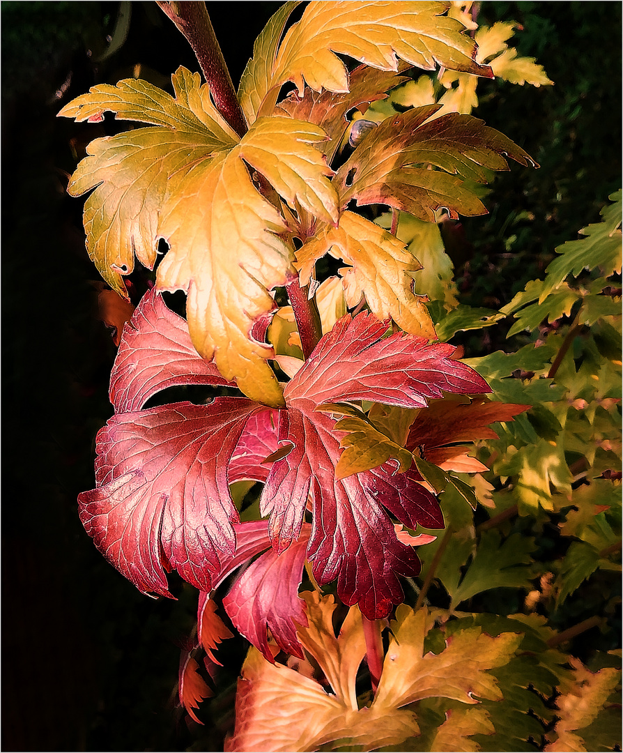 Herbst Blätter Foto & Bild | blumen , fotos, spezial Bilder auf ...