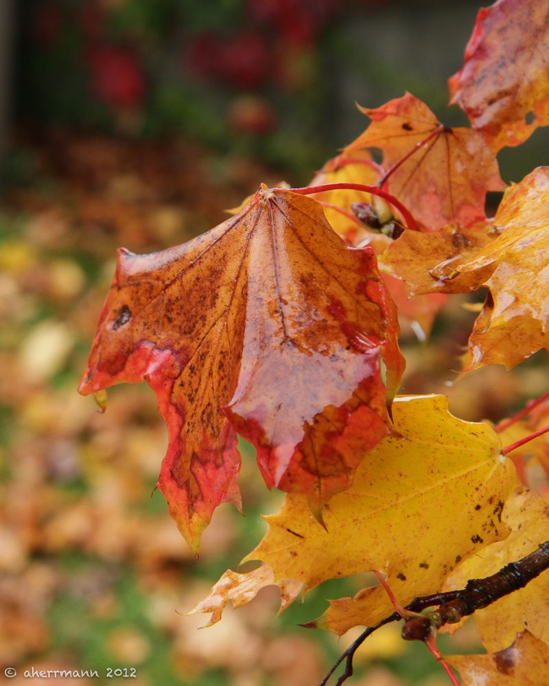 herbst blätter farben Foto & Bild | jahreszeiten, herbst, natur Bilder ...