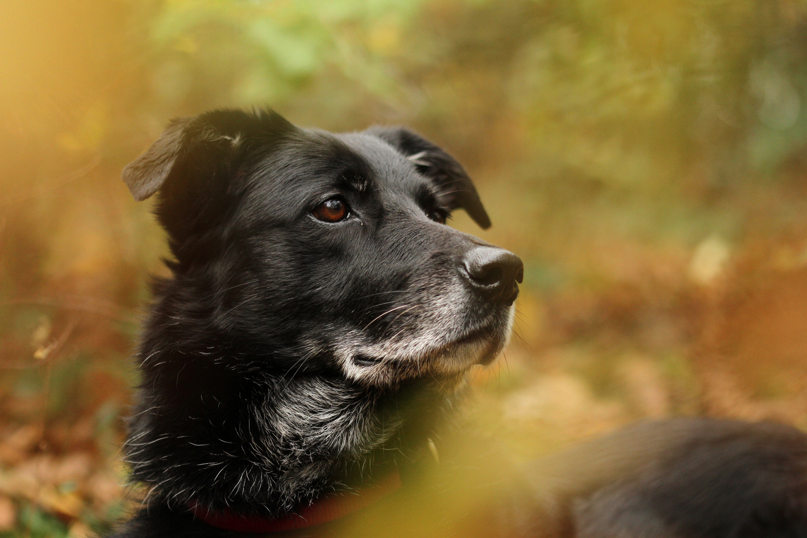 Herbst Foto & Bild | tiere, haustiere, hunde Bilder auf fotocommunity