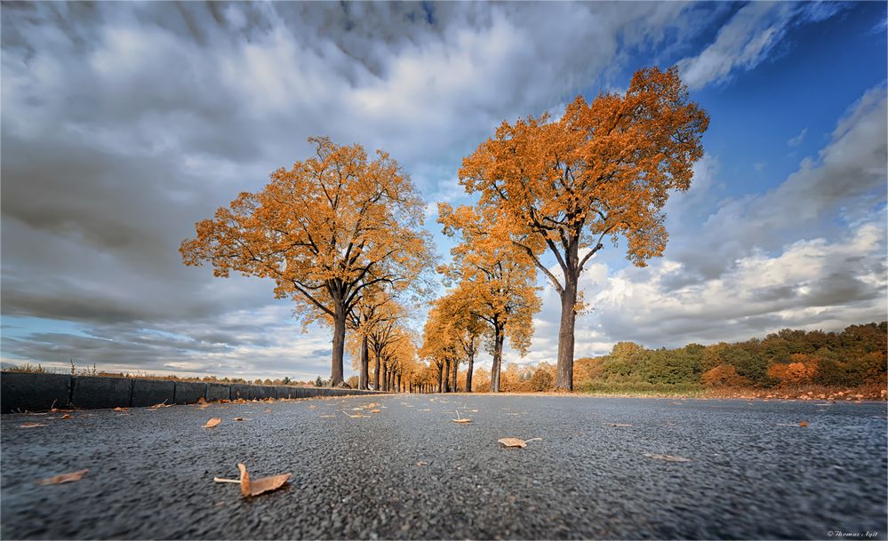 Herbst Foto & Bild | bäume, baum, strasse Bilder auf fotocommunity