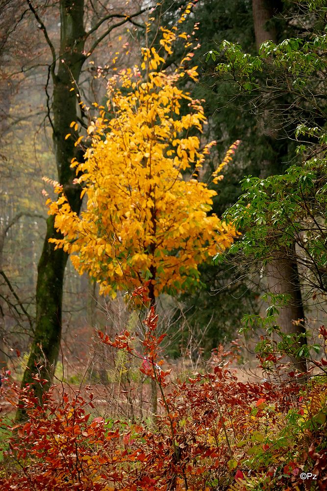 "Herbst-Gold" ... Foto & Bild | deutschland, europe, nordrhein- westfalen Bilder auf fotocommunity