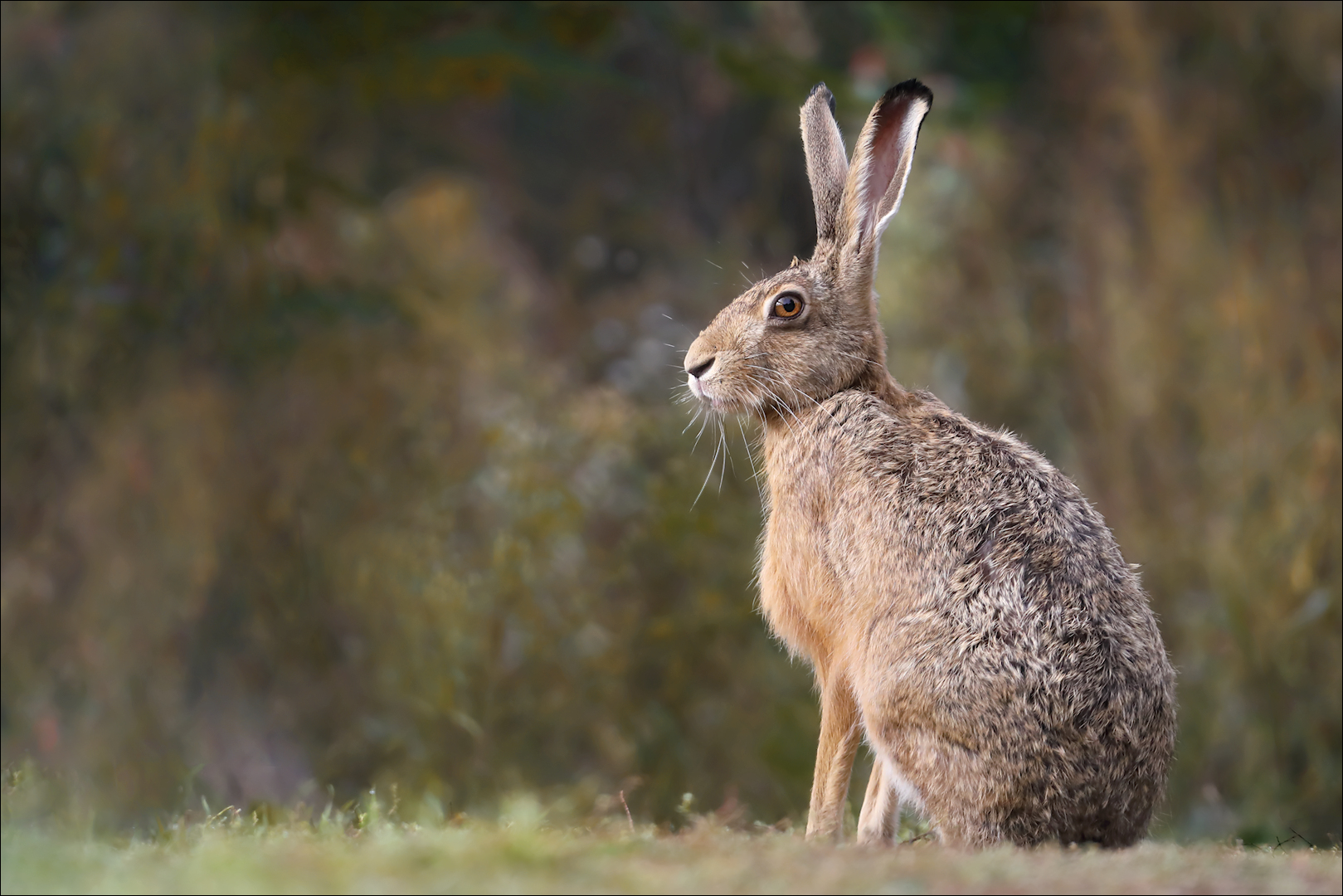 Herbst-Hasi :-) Foto & Bild | hase, natur, tiere Bilder auf fotocommunity