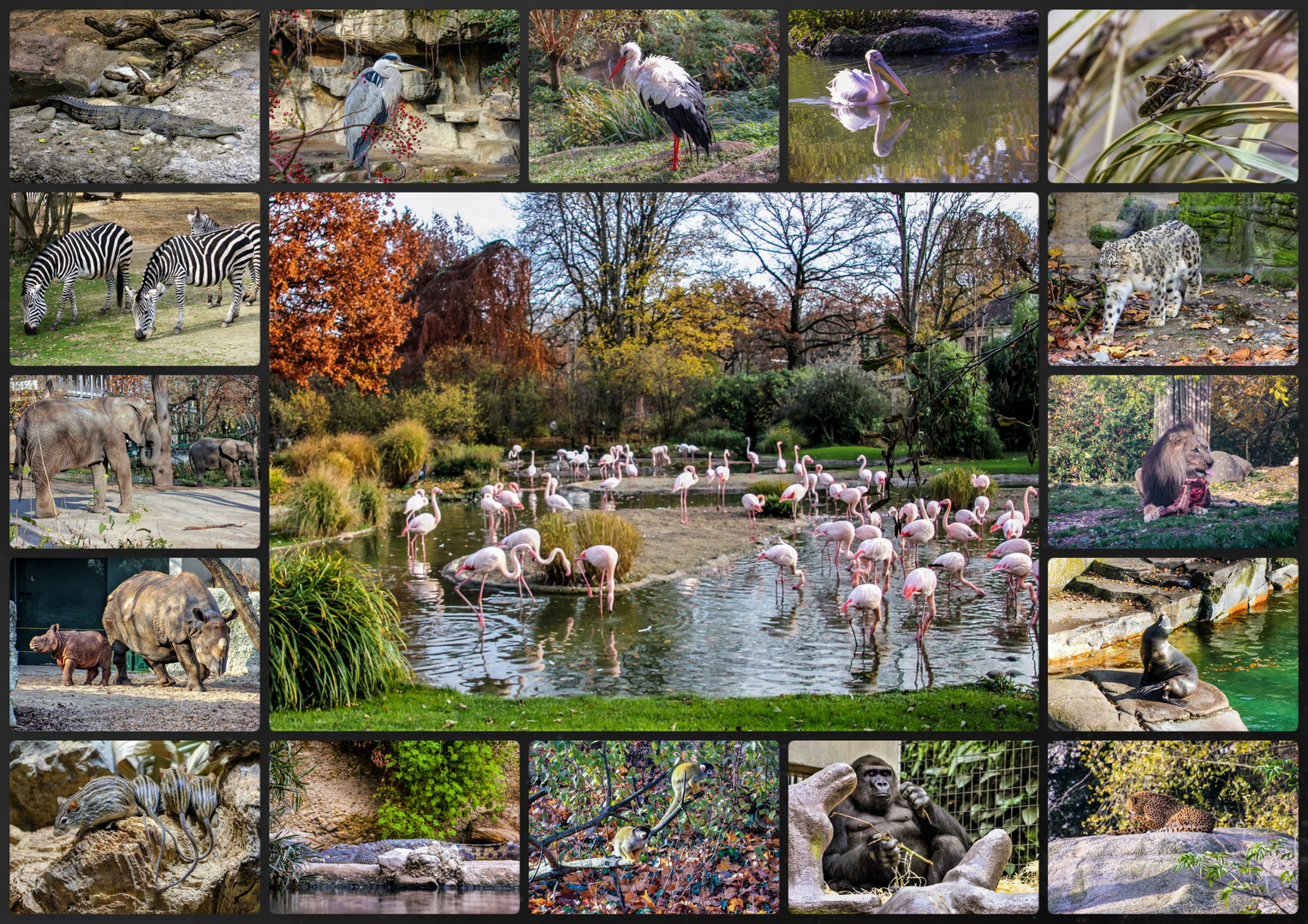 Herbst im Basler Zoo Foto & Bild | usertreffen+veranstaltungen ...