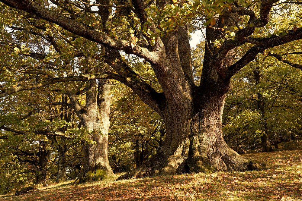 Herbst im Eichenhain Foto & Bild | pflanzen, pilze & flechten, bäume ...