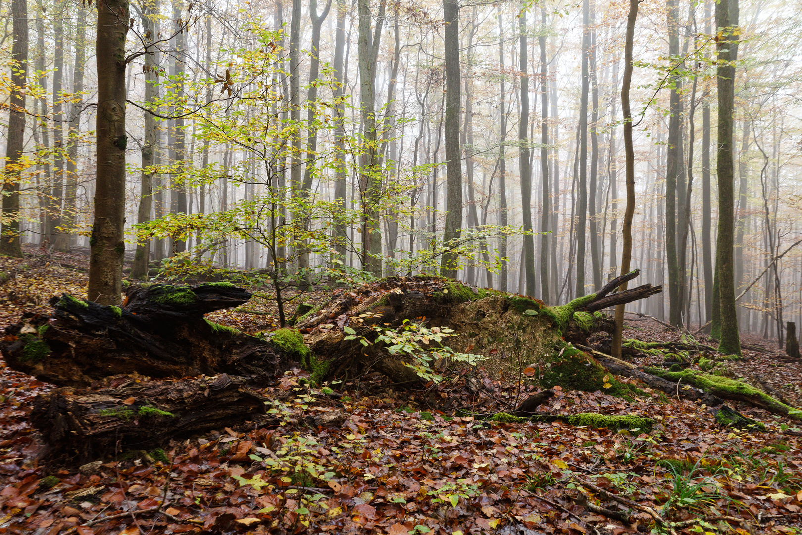 Herbst im Laubwald Foto & Bild | wald, bäume, natur Bilder auf ...