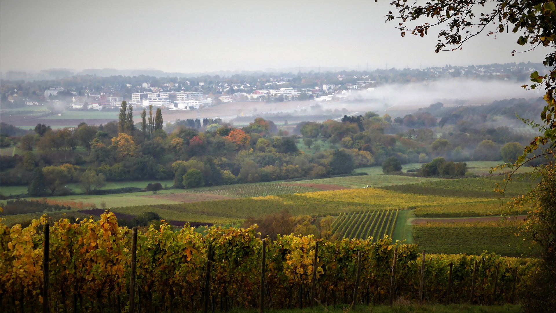Herbst im Rheingau Foto & Bild | landschaft, kulturlandschaften ...