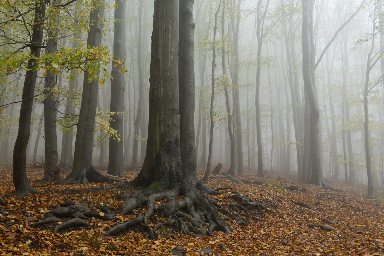Herbst im Wald Foto & Bild | deutschland, europe, sachsen Bilder auf ...