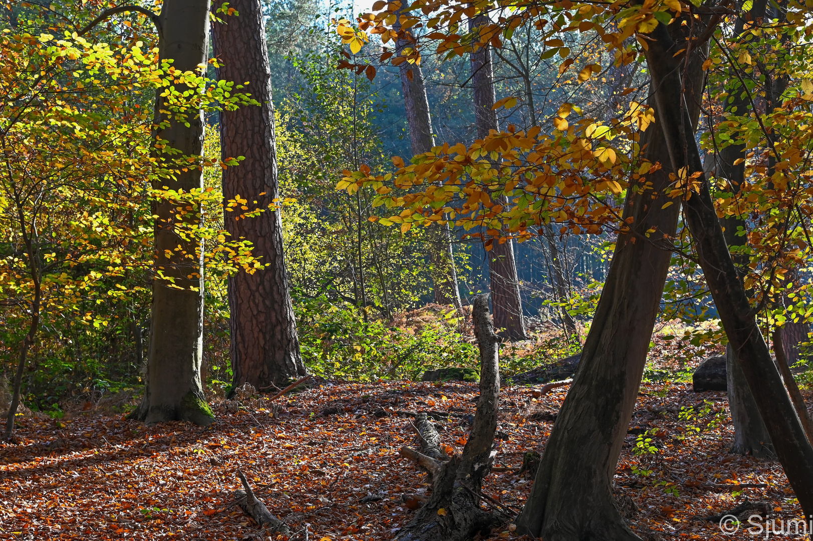 Herbst im Wald Foto & Bild | wald, natur, herbst Bilder auf fotocommunity
