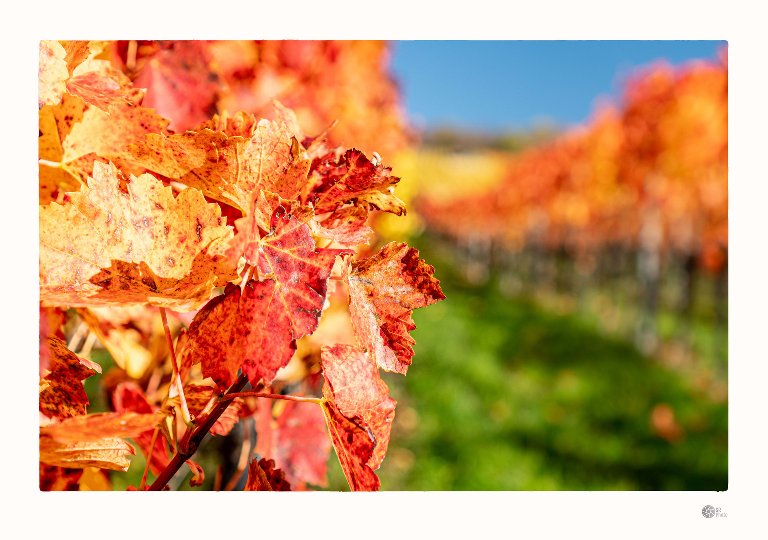 HERBST | Im Weinberg Foto & Bild | landschaft, jahreszeiten, herbst Bilder auf fotocommunity