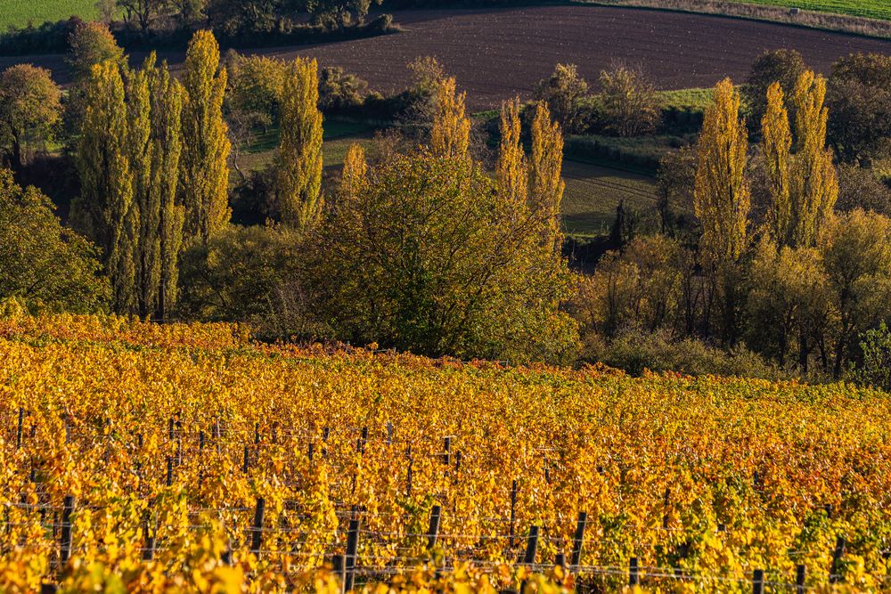 Herbst im Weinberg Foto & Bild | landschaft, jahreszeiten, herbst Bilder auf fotocommunity