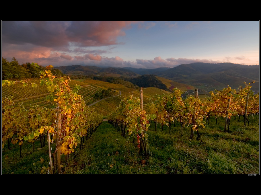 Herbst im Weinberg Foto & Bild | deutschland, europe, baden- württemberg Bilder auf fotocommunity
