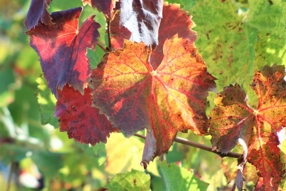 Herbst im Weinberg Foto & Bild | landschaft, jahreszeiten, herbst Bilder auf fotocommunity