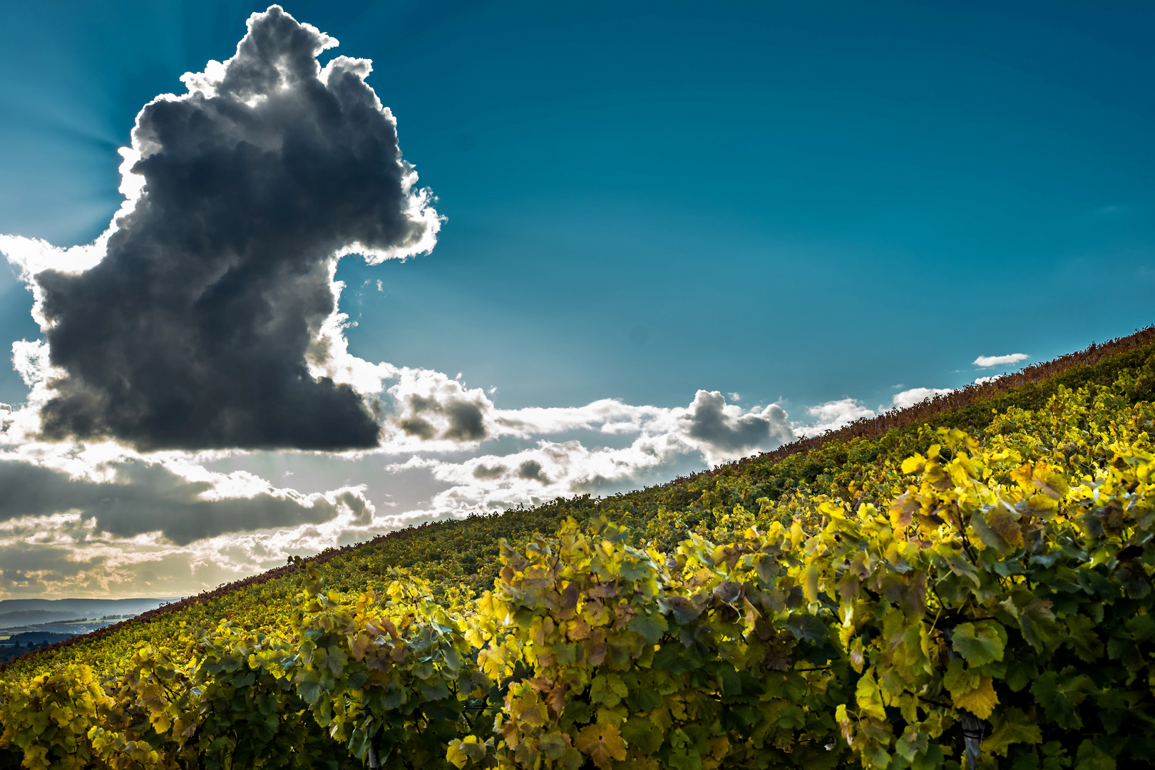 Herbst im Weinberg Foto & Bild | motive Bilder auf fotocommunity