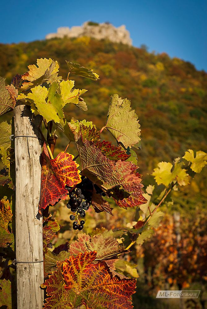 Herbst im Weinberg bei Neuffen Foto & Bild | world, landschaften, natur Bilder auf fotocommunity
