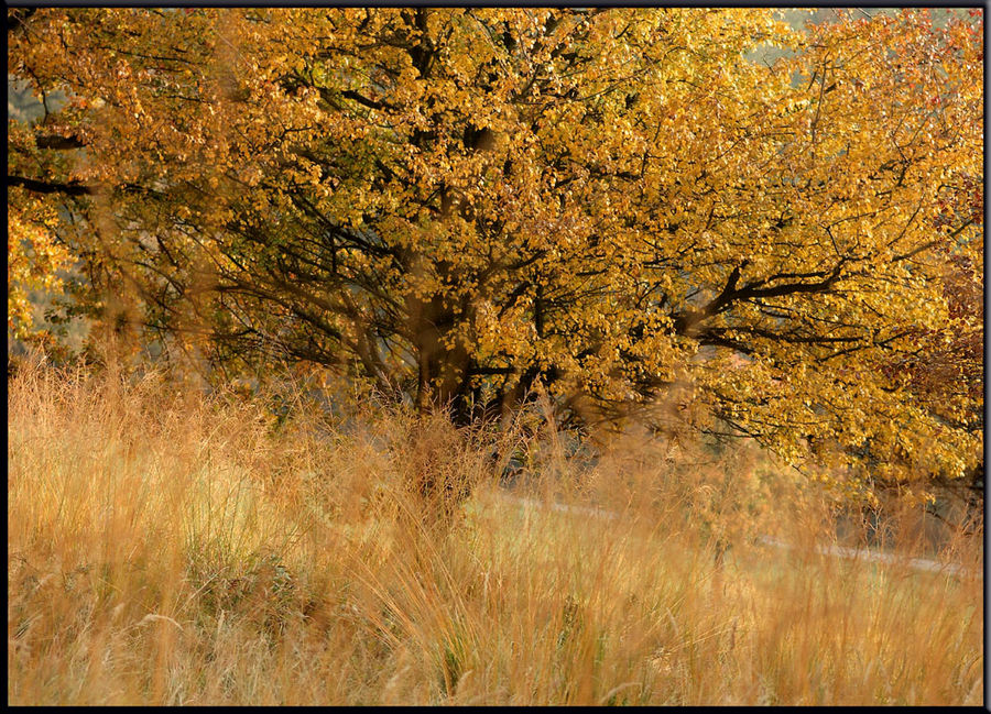 Herbst im Wienerwald Foto & Bild | jahreszeiten, herbst, natur Bilder auf fotocommunity