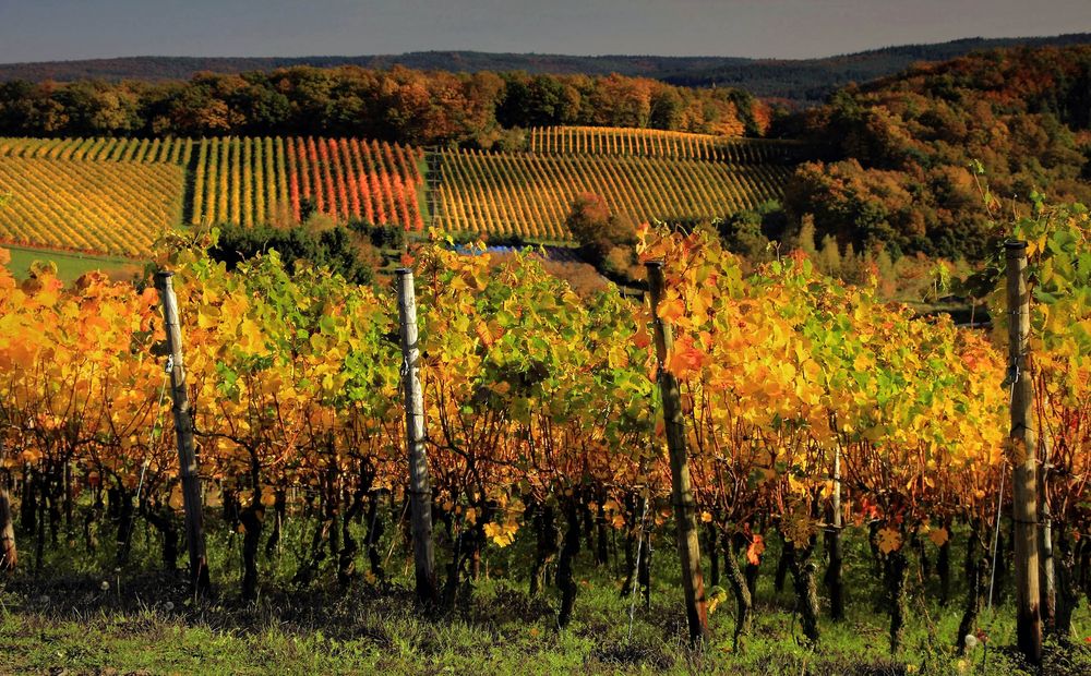 Herbst in den Weinbergen Foto & Bild | landschaft, jahreszeiten, herbst Bilder auf fotocommunity