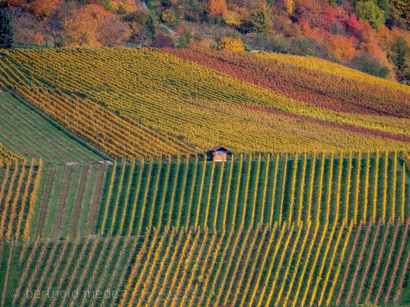 Herbst in den Weinbergen vom Remstal Foto & Bild | jahreszeiten, herbst ...