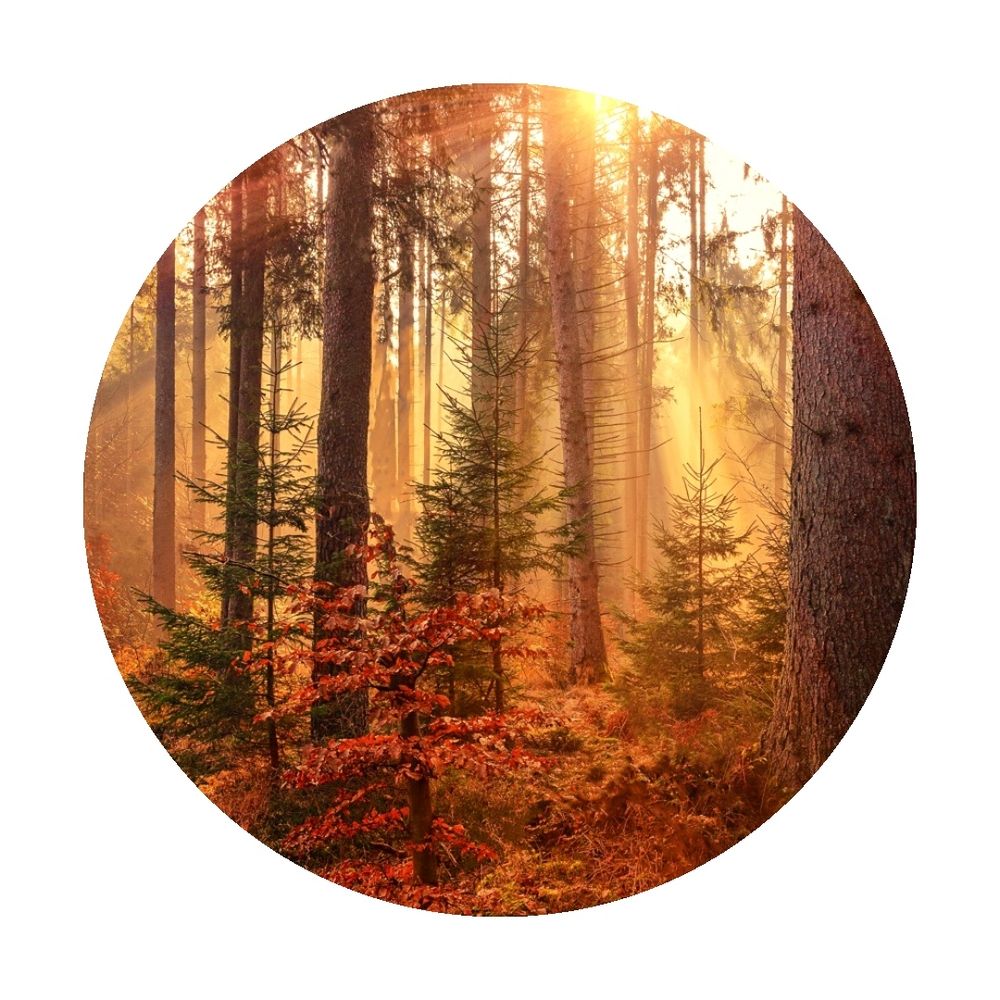 Herbst in kreativ Foto & Bild | landschaft, fotos, wald Bilder auf fotocommunity