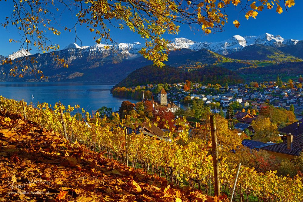 Herbst in Spiez Foto & Bild | world, natur, herbst Bilder auf fotocommunity
