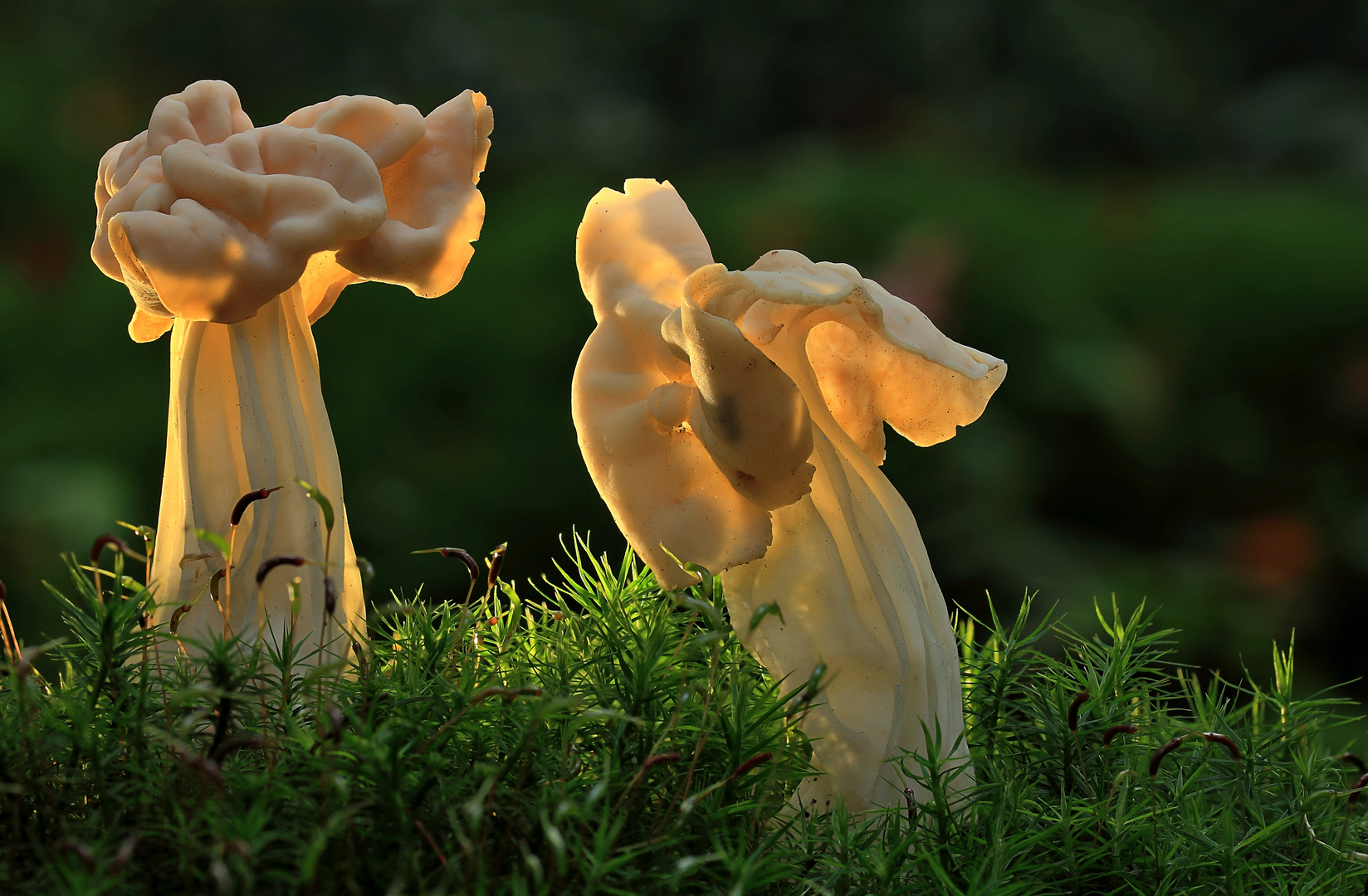 Herbst-Lorchel Foto & Bild | pflanzen, pilze & flechten, pilze ...