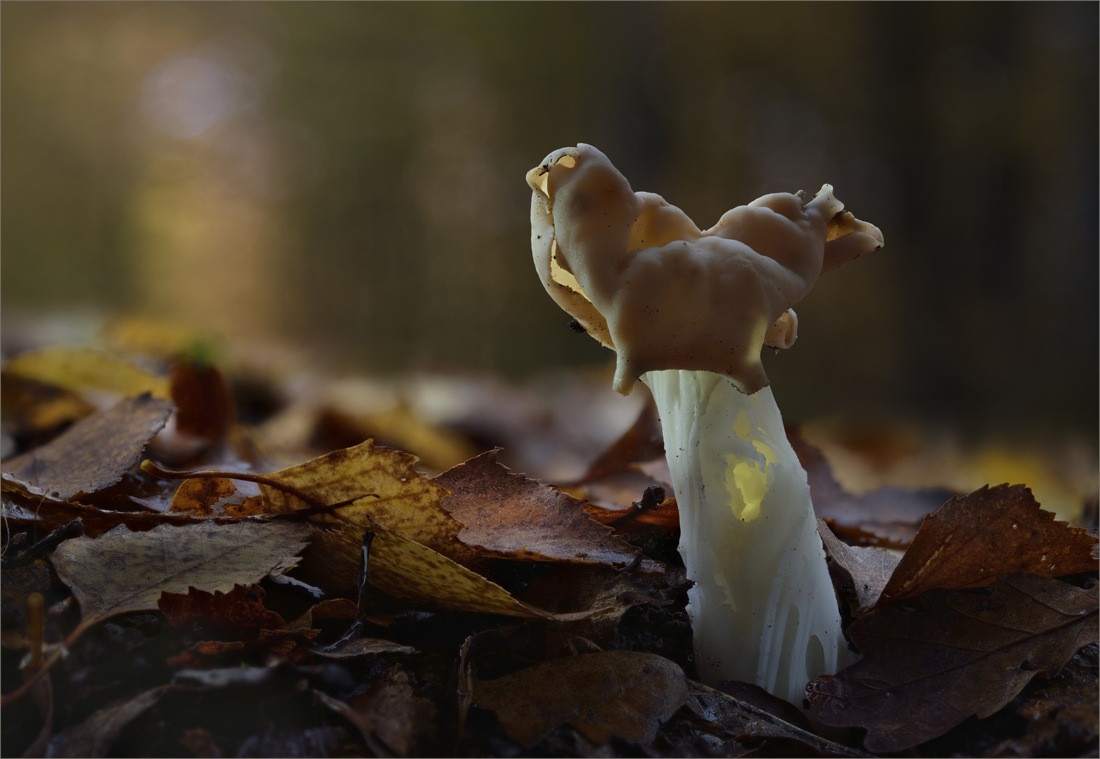 HERBST-lorchel Foto & Bild | pflanzen, pilze & flechten, pilze ...