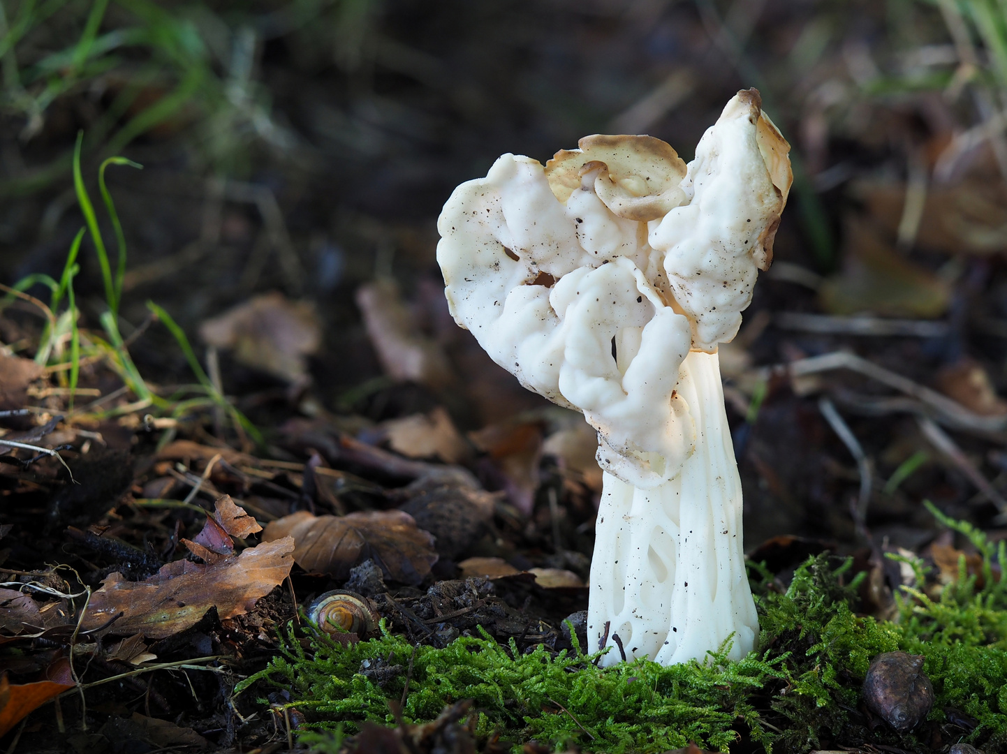 Herbst-Lorchel, Helvella crispa Foto & Bild | pflanzen, pilze ...