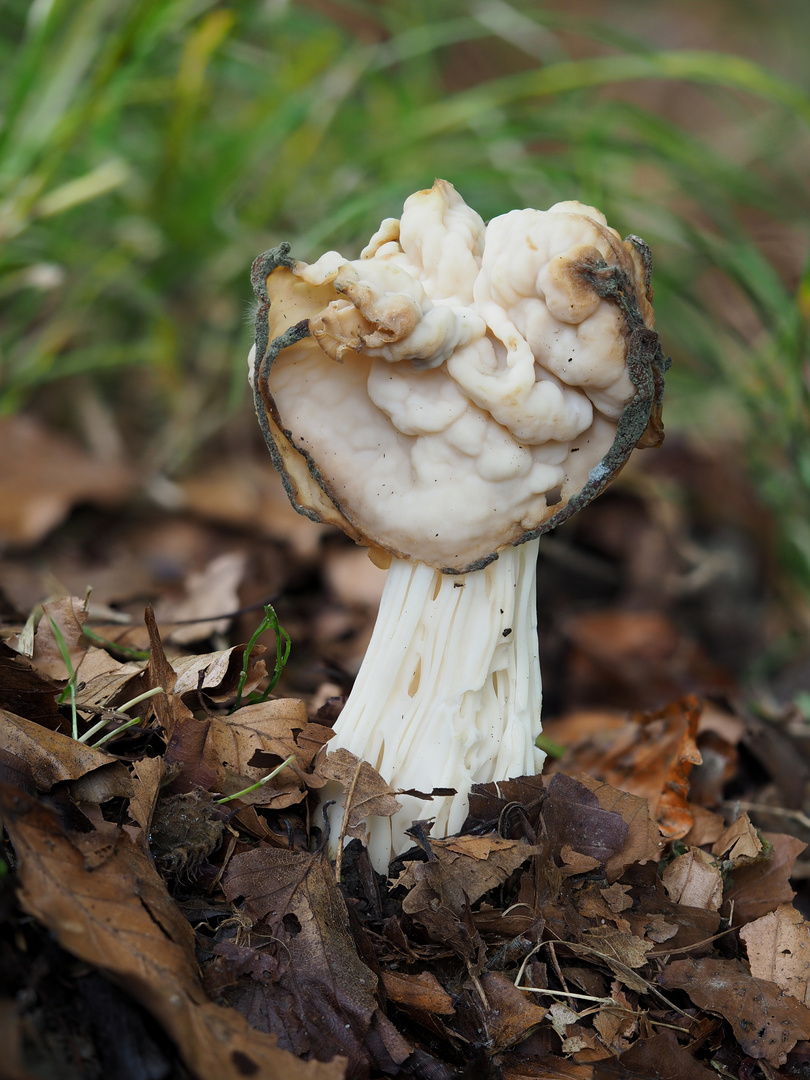 Herbst-Lorchel oder Krause Lorchel (Helvella crispa) Foto & Bild ...