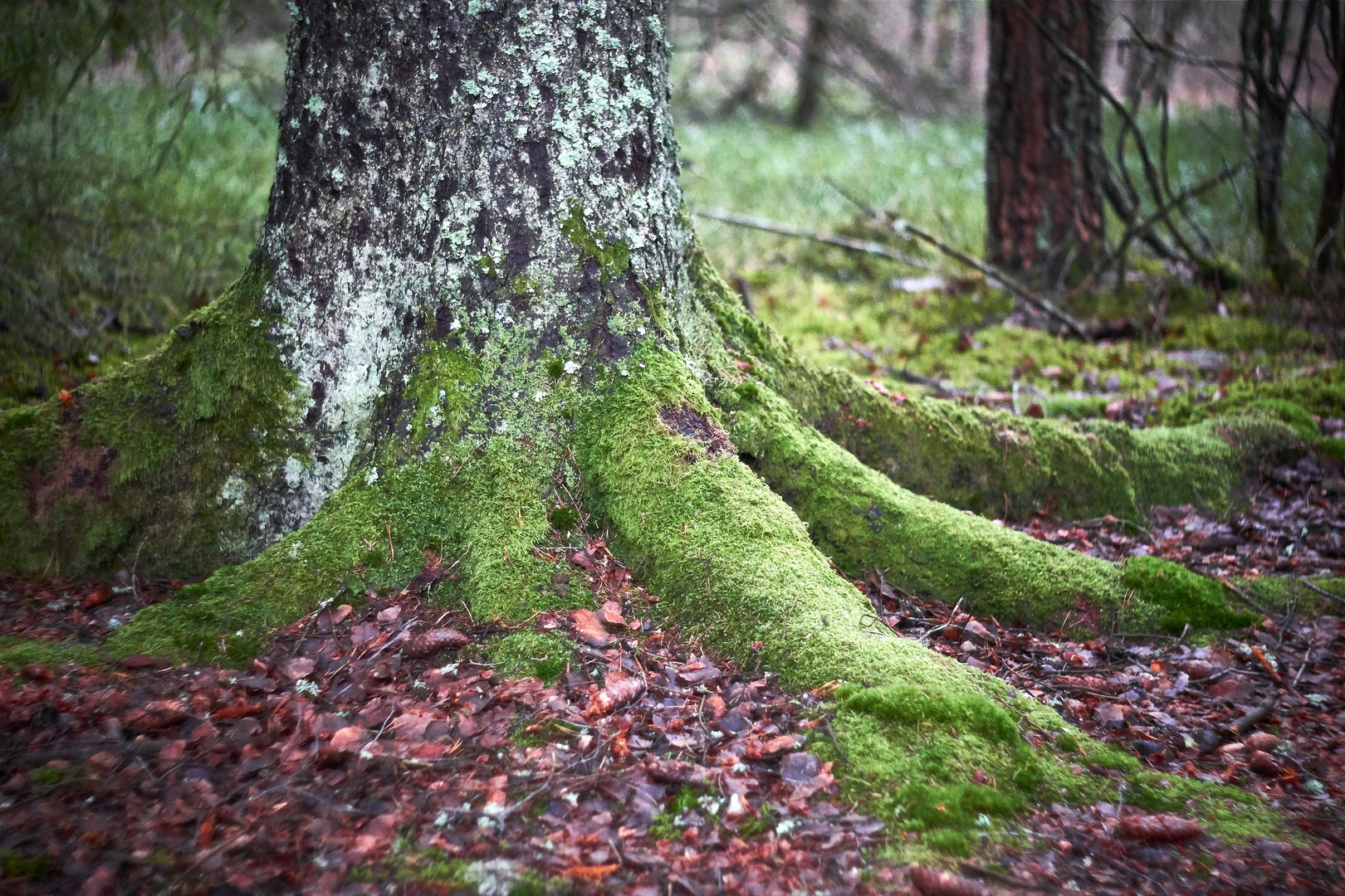 Herbst-Moos Foto & Bild | europe, scandinavia, sweden Bilder auf ...