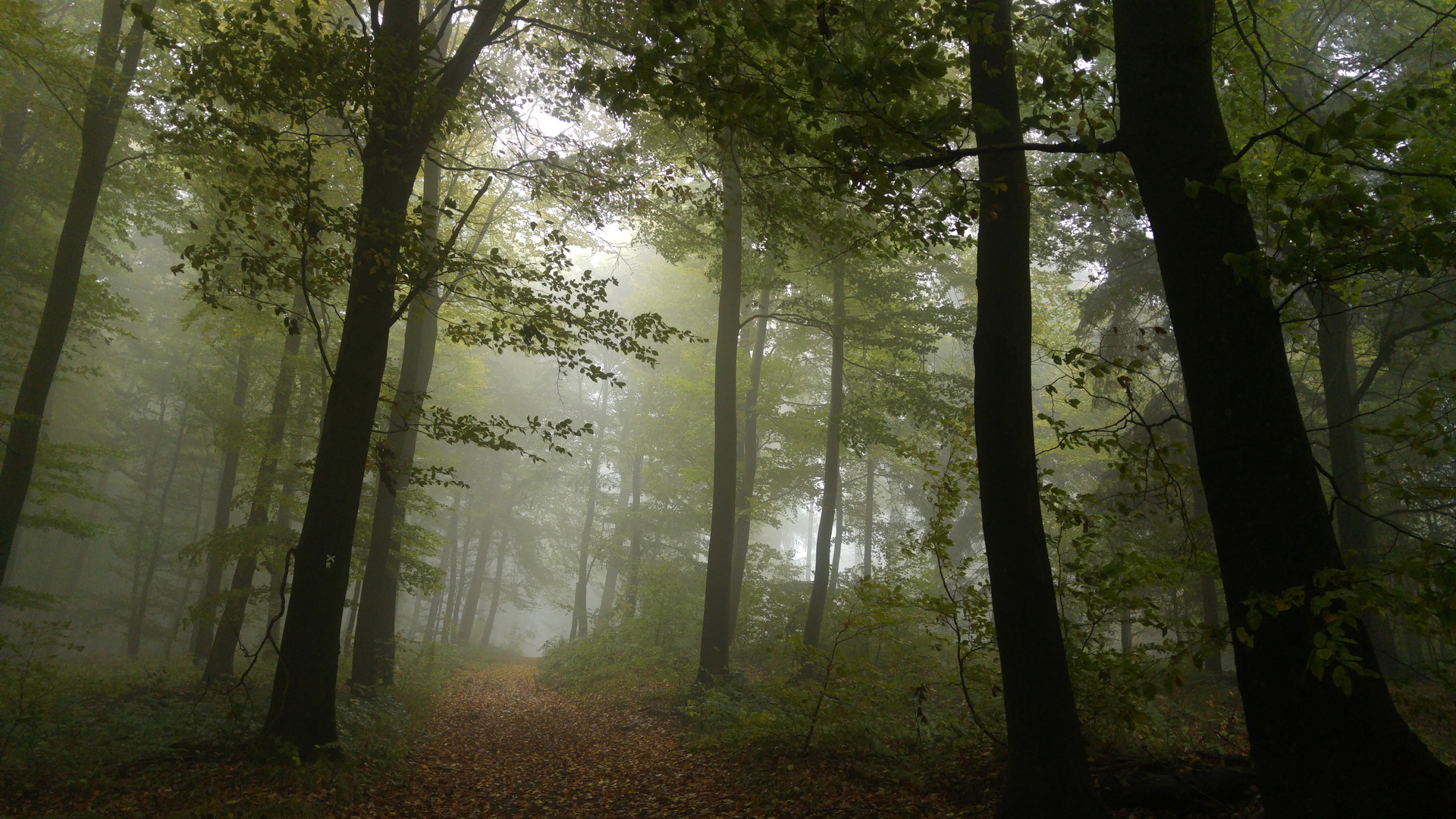 Herbst-Nebel-Wald Foto & Bild | jahreszeiten, herbst, nebel Bilder auf ...