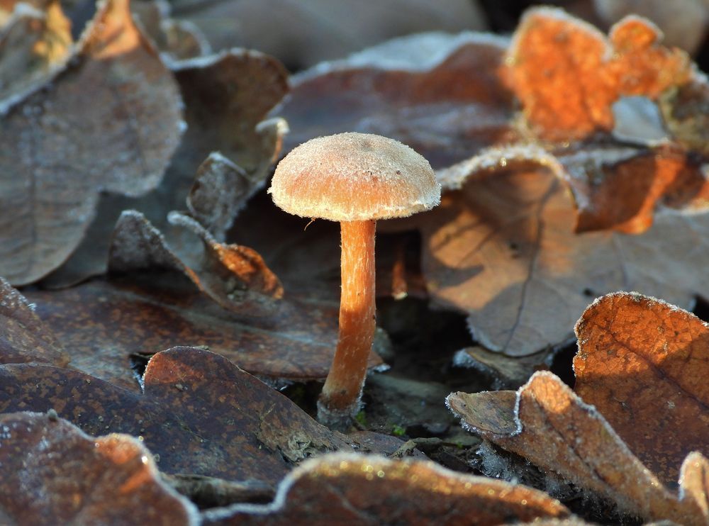 Herbst-Pilze_09 Foto & Bild | pflanzen, pilze & flechten, pilze & flechten, jahreszeiten Bilder ...