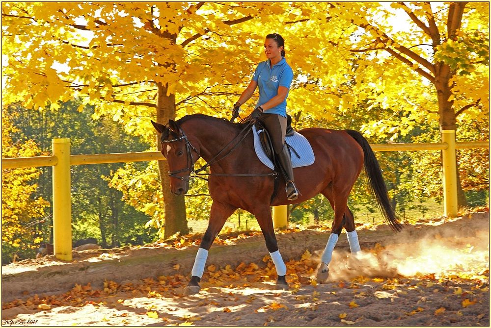 * Herbst-Reiten * Foto & Bild | tiere, haustiere, pferde, esel ...
