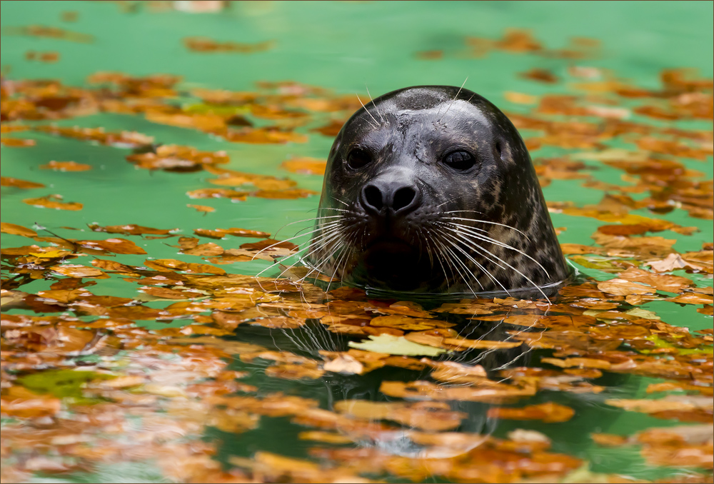 Herbst-Robbe *** Foto & Bild | tiere, zoo, wildpark & falknerei ...