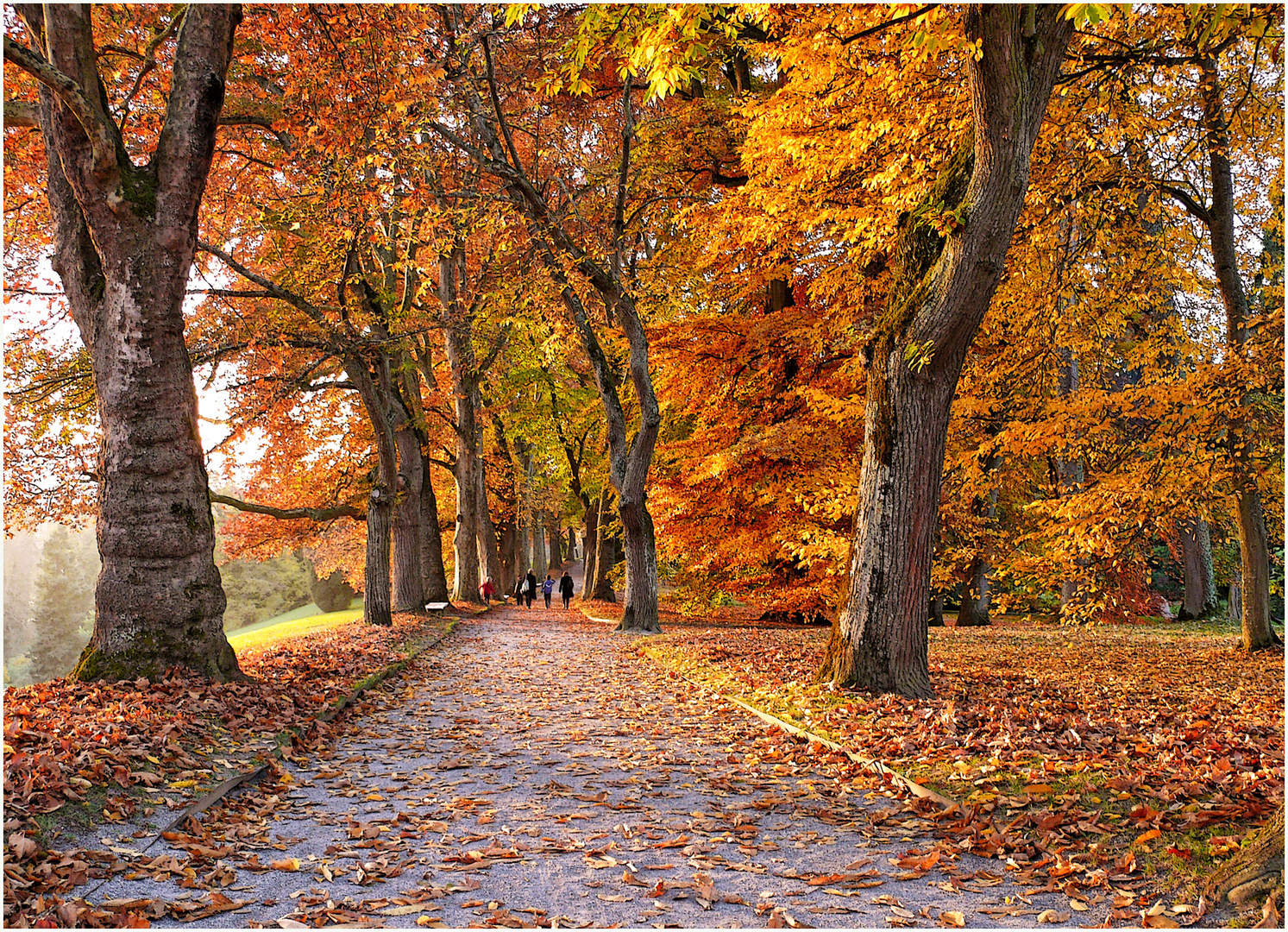 Herbstallee Mainau Foto & Bild | spezial, bäume, natur Bilder auf ...