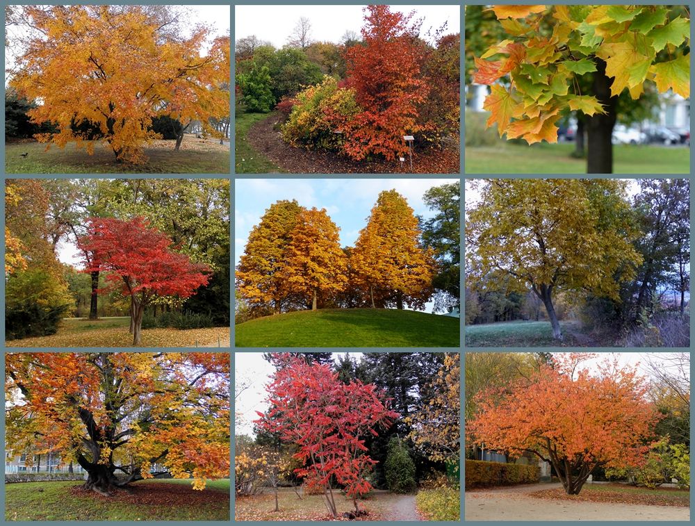 Herbstbäume Foto & Bild | landschaft, jahreszeiten, herbst Bilder auf fotocommunity