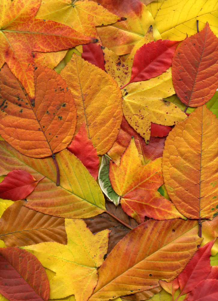 Herbstblätter Foto & Bild | jahreszeiten, herbst, natur Bilder auf ...