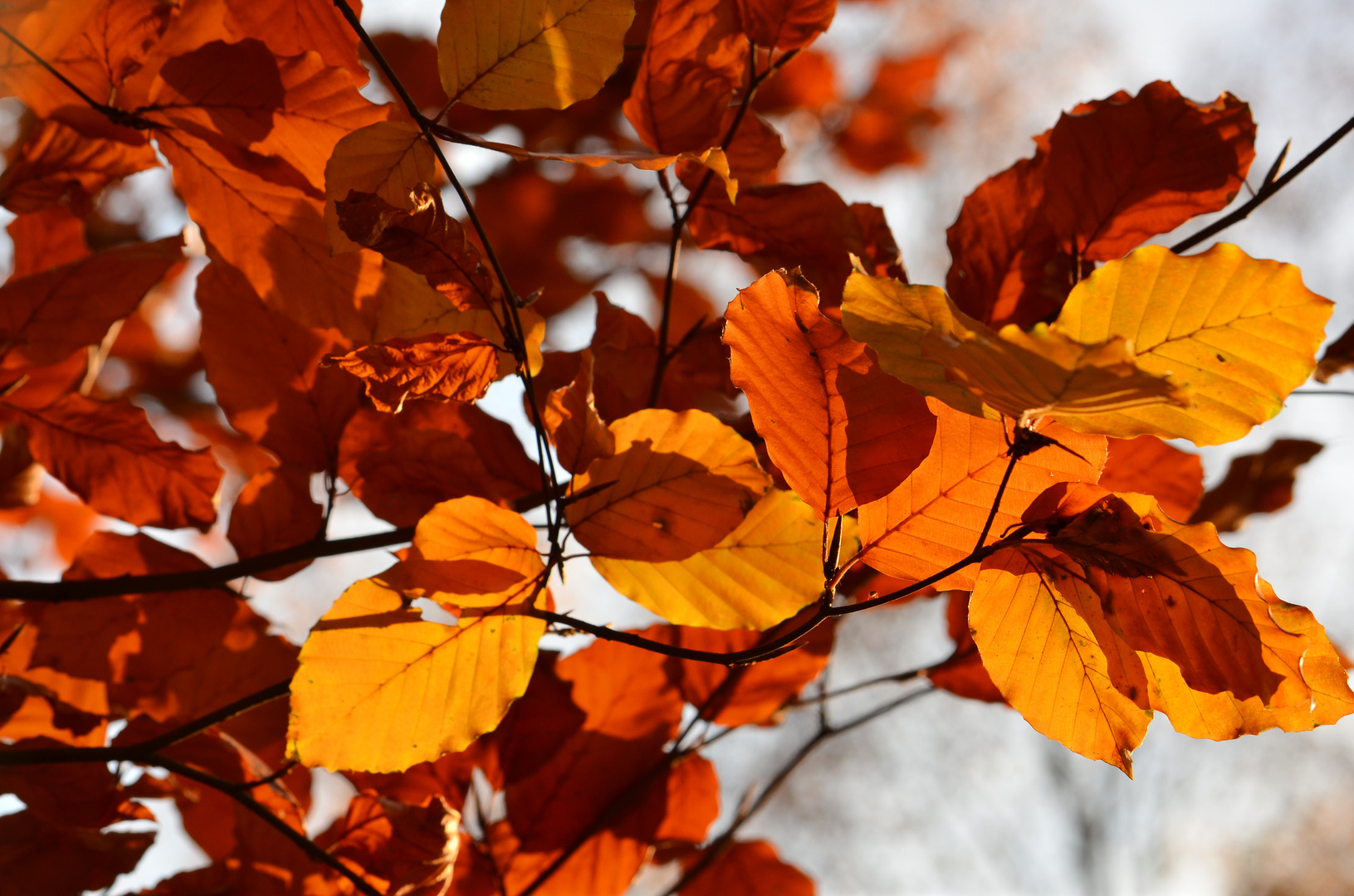Herbstblätter Foto & Bild | natur-kreativ, herbst, blÄtter Bilder auf ...