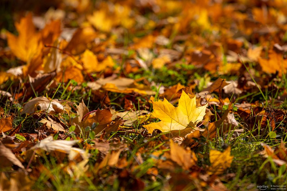 Herbstblätter Foto & Bild | jahreszeiten, herbst, sonstige Bilder auf ...